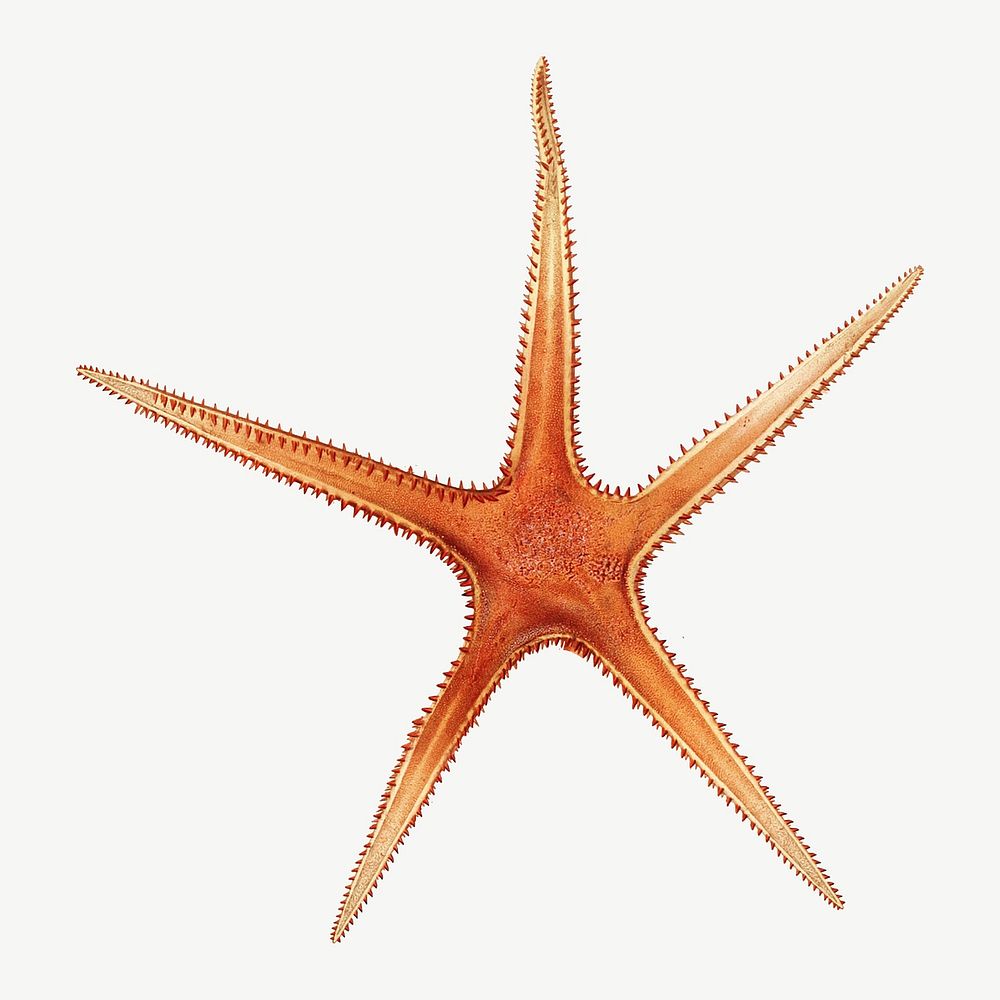 Starfish vintage illustration, collage element | Premium PSD - rawpixel