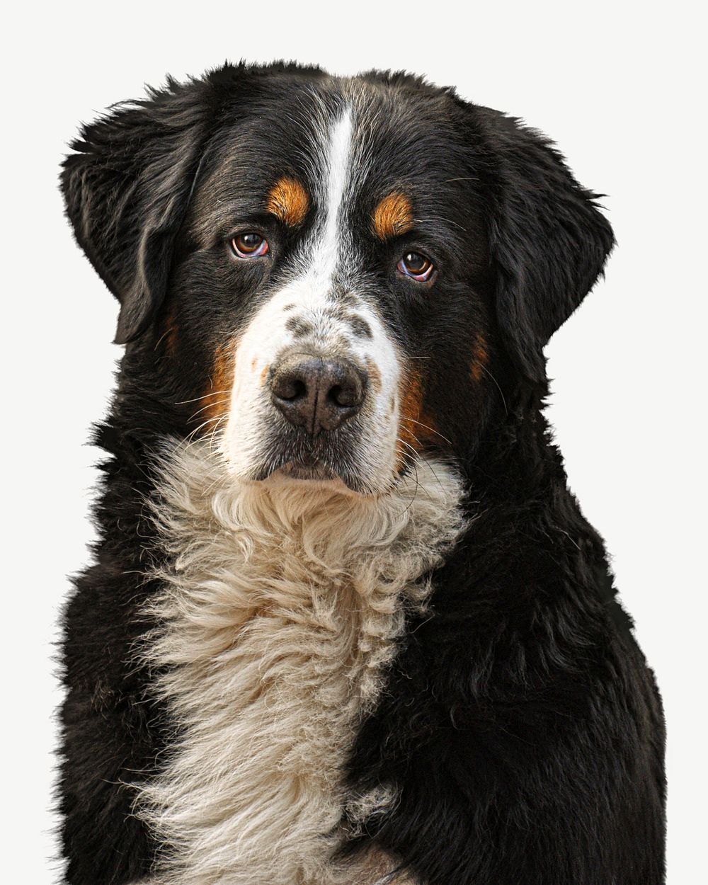 Bernese mountain dog collage element | Premium PSD - rawpixel