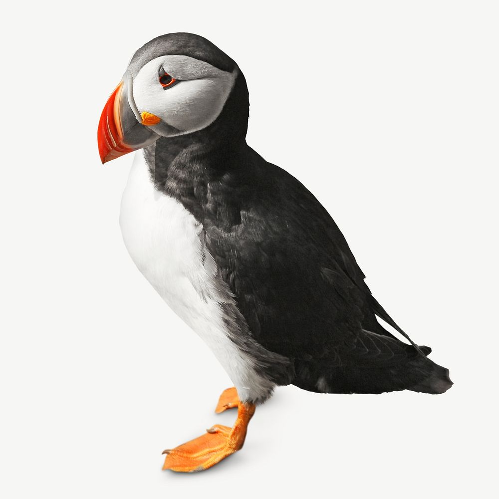 Puffin bird collage element psd | Free PSD - rawpixel