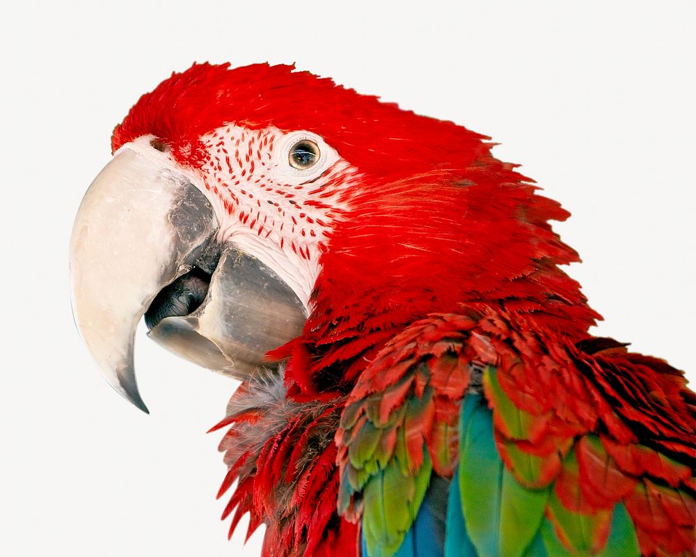 Red parrot isolated image | Free Photo - rawpixel