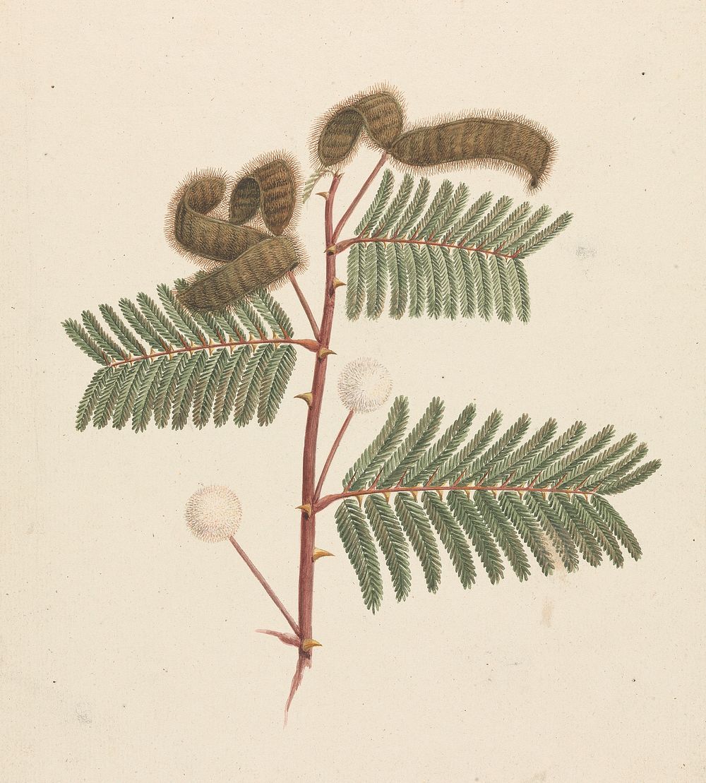 Mimosa pigra (L.): finished drawing | Free Photo Illustration - rawpixel