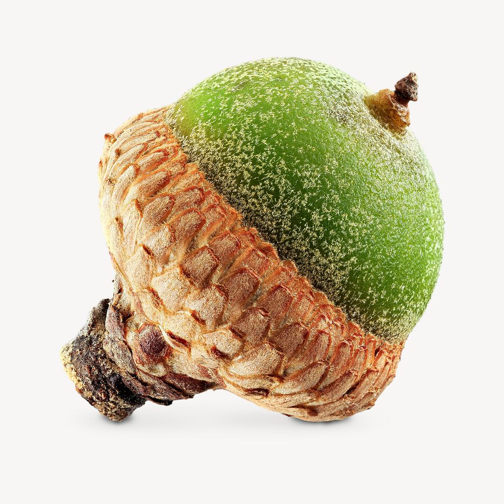 Red oak acorn isolated object | Free Photo - rawpixel