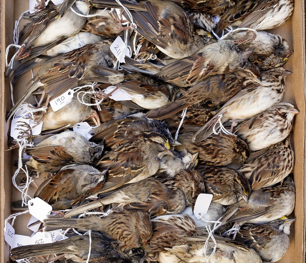 Box of Dead Sparrows | Free Photo - rawpixel