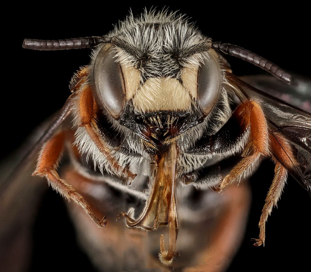 Stelis nasuta, M, Face, Greece, | Free Photo - rawpixel