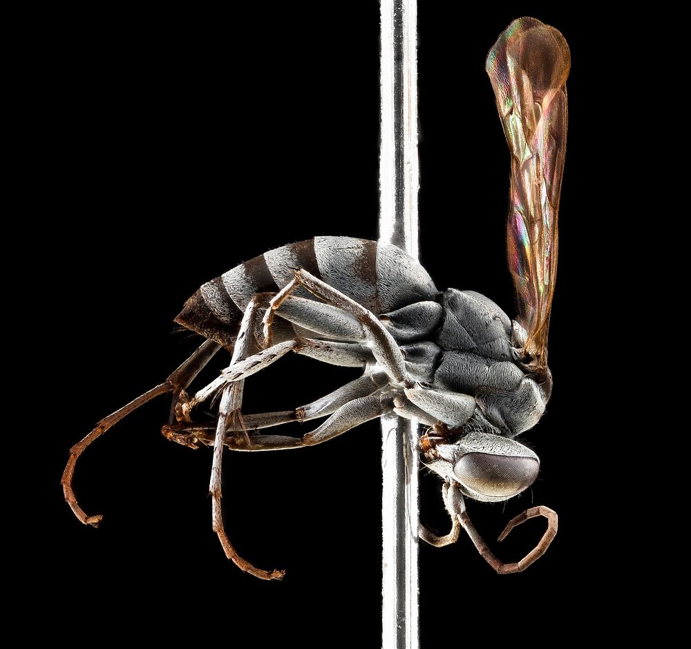 Detailed wasp macro photography | Free Photo - rawpixel