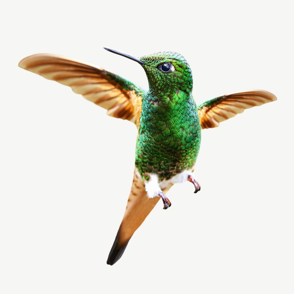 Coronet bird design element psd | Premium PSD - rawpixel