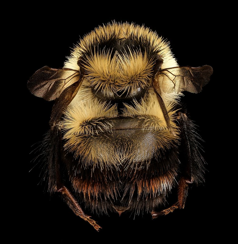 Bombus rufocinctus, f, back clean, | Free Photo - rawpixel
