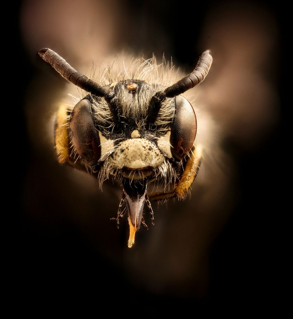 Calliopsis edwardsii, face, Broward co | Free Photo - rawpixel