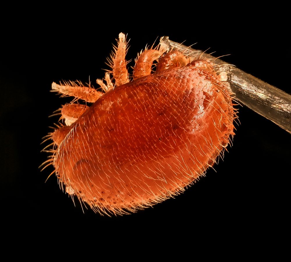 Varroa destructor | Free Photo - rawpixel
