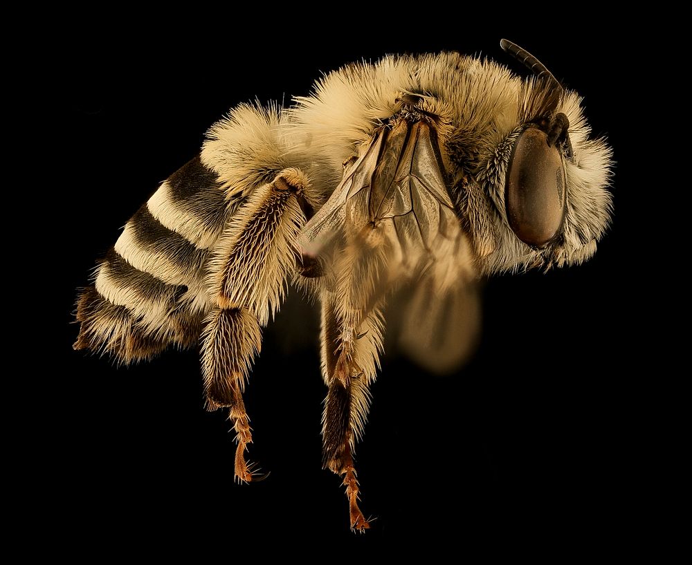Anthophora urbana, f, right | Free Photo - rawpixel
