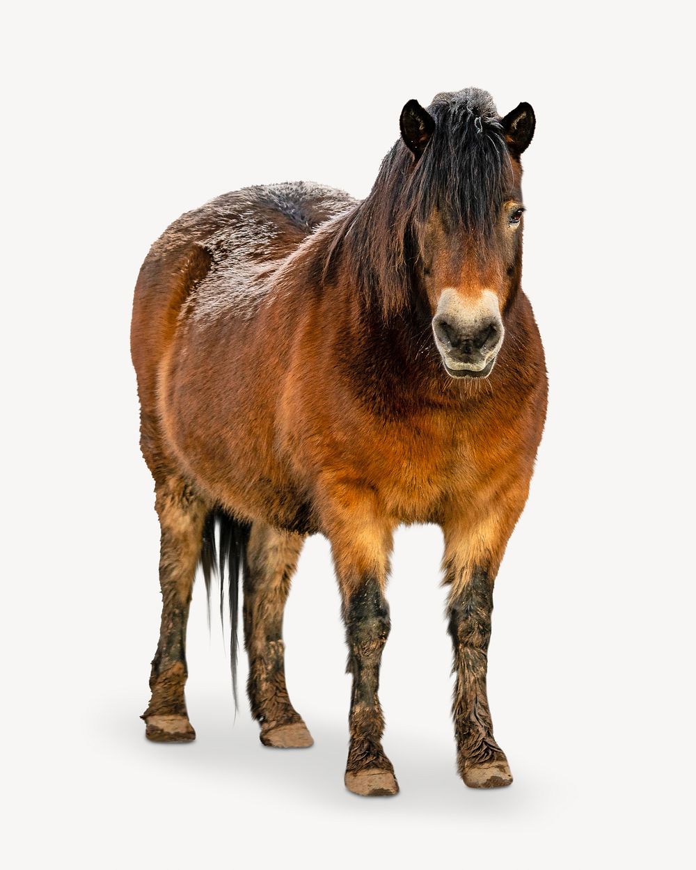 Pony isolated image on white | Free Photo - rawpixel