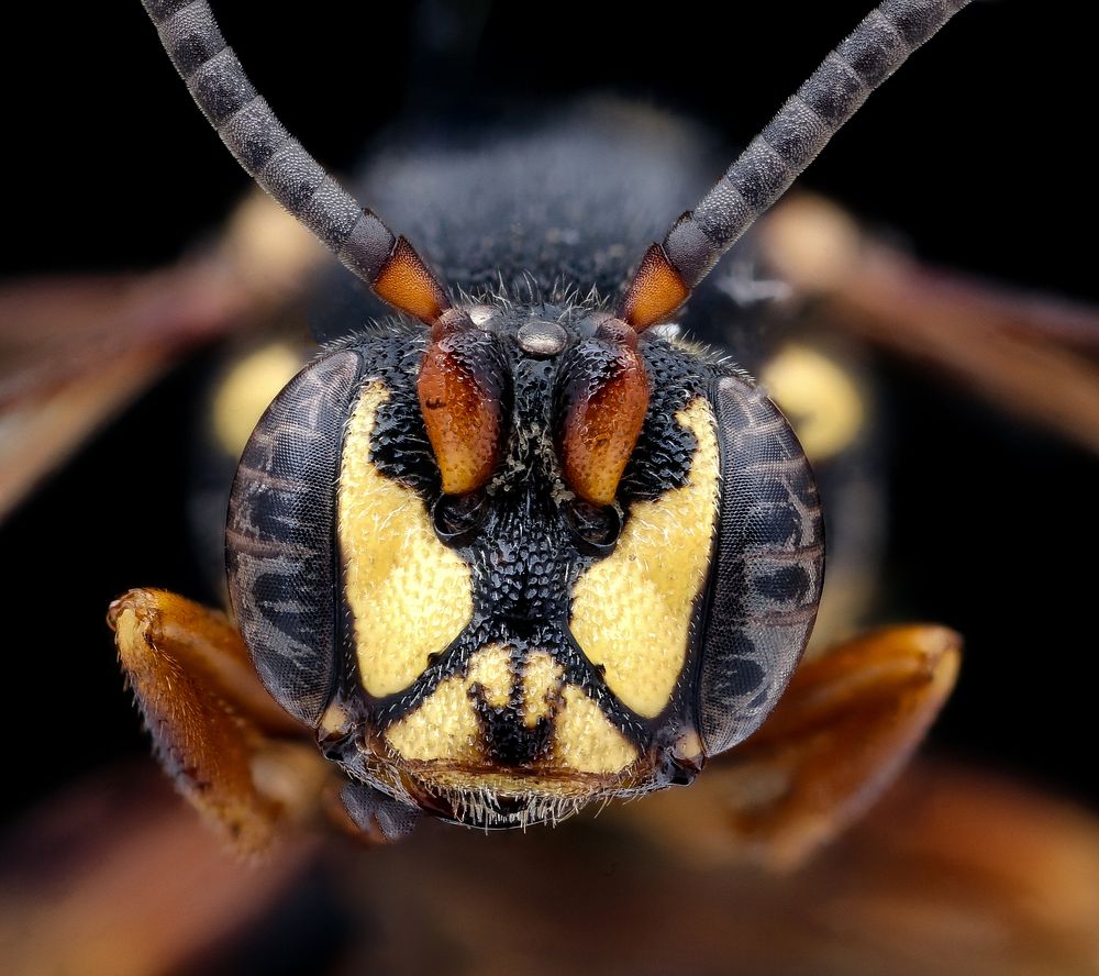 Nomada vincta, m, face, Wythe | Free Photo - rawpixel