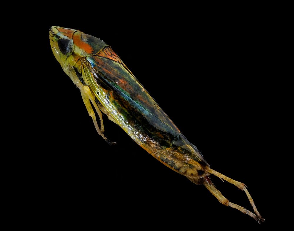 Leaf hopper back | Free Photo - rawpixel