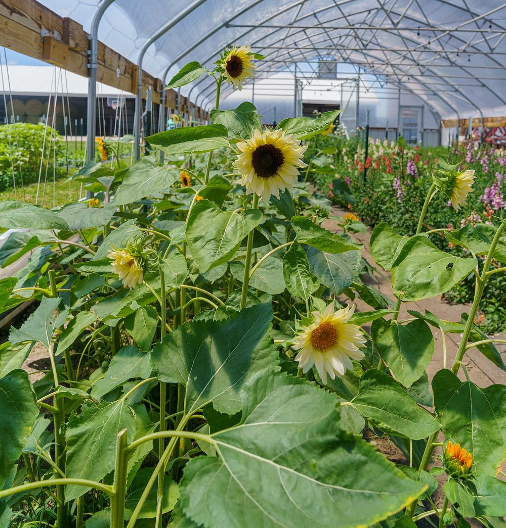 Flowers grow high tunnel Floral | Free Photo - rawpixel