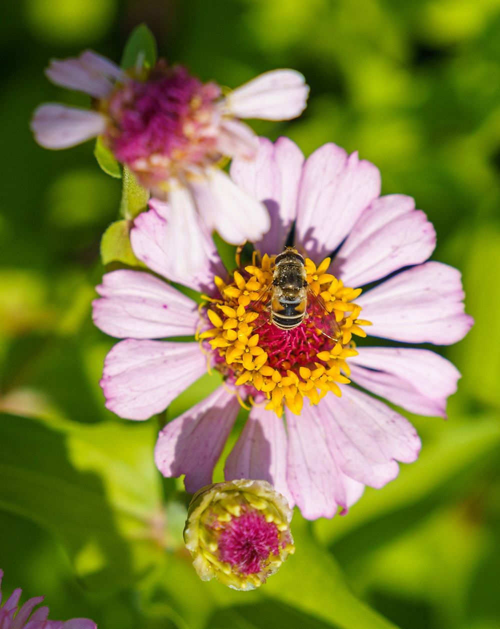 A pollinator visits a flower | Free Photo - rawpixel