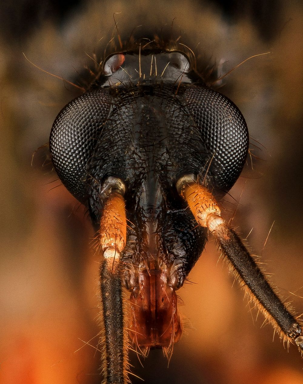 Assassin Bug, head, MD, Upper | Free Photo - rawpixel