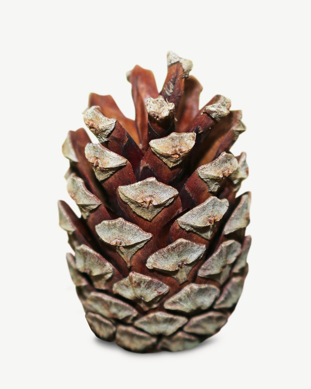 Brown acorn seed collage element | Premium PSD - rawpixel