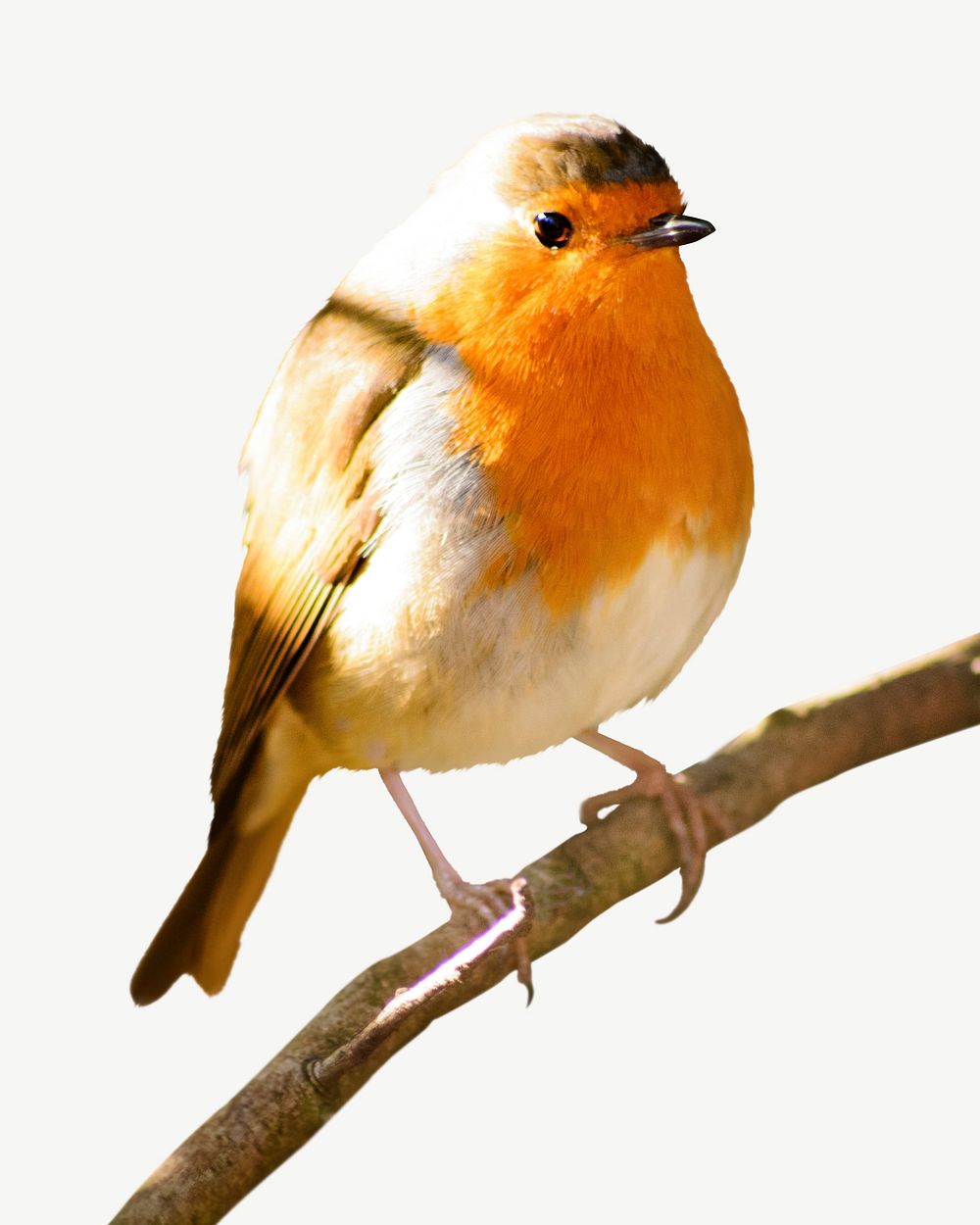 Robin bird design element psd | Free PSD - rawpixel