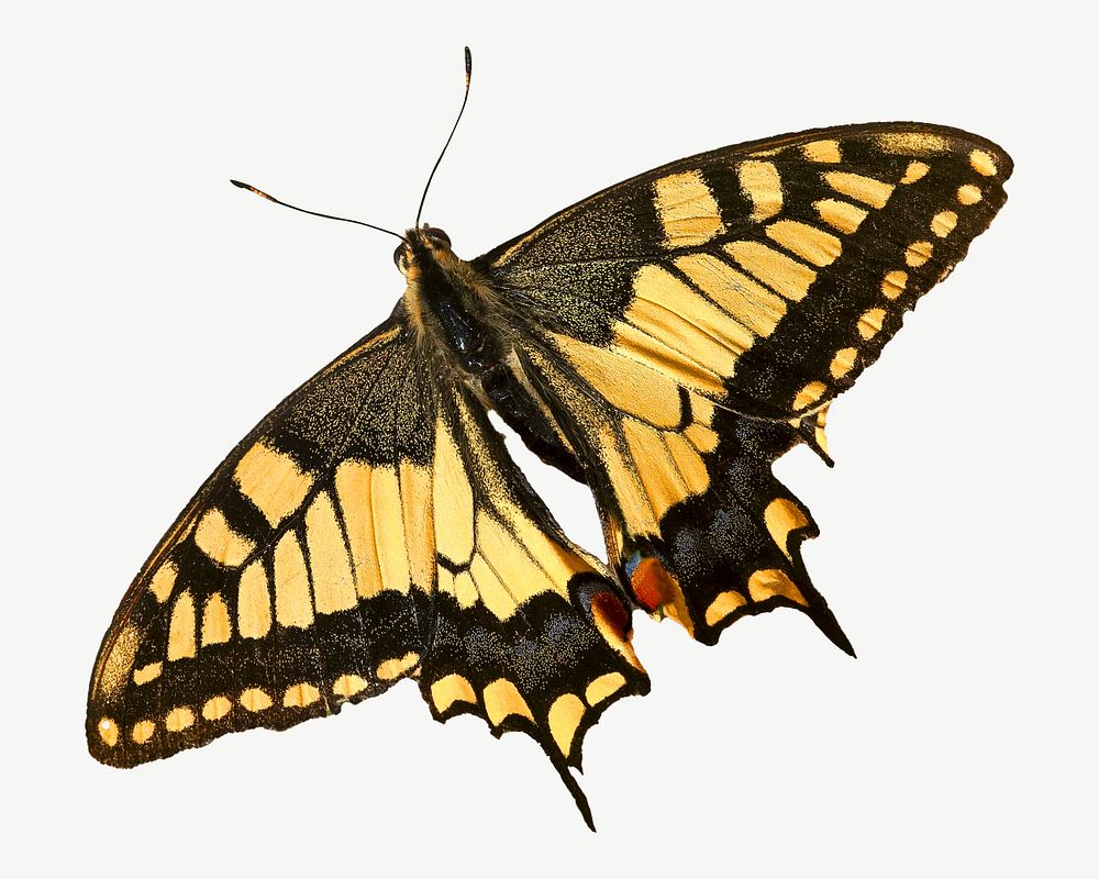 Butterfly psd, isolated design | Premium PSD - rawpixel