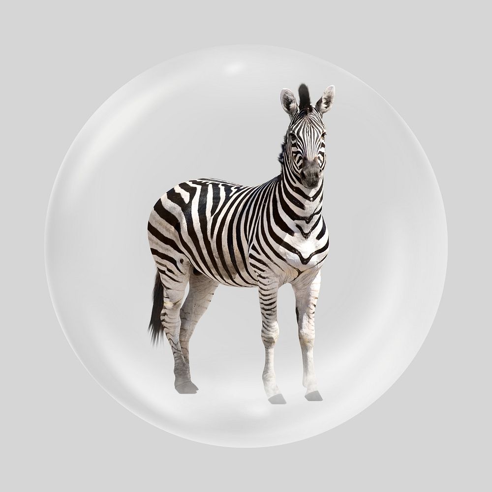 Zebra bubble, animal clipart | Free Photo - rawpixel