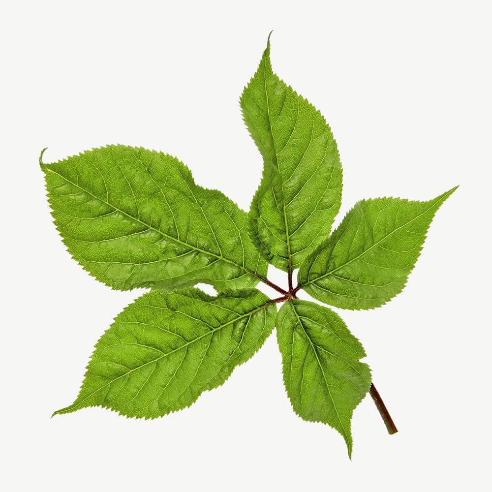 Green spring forest leaf psd | Premium PSD - rawpixel