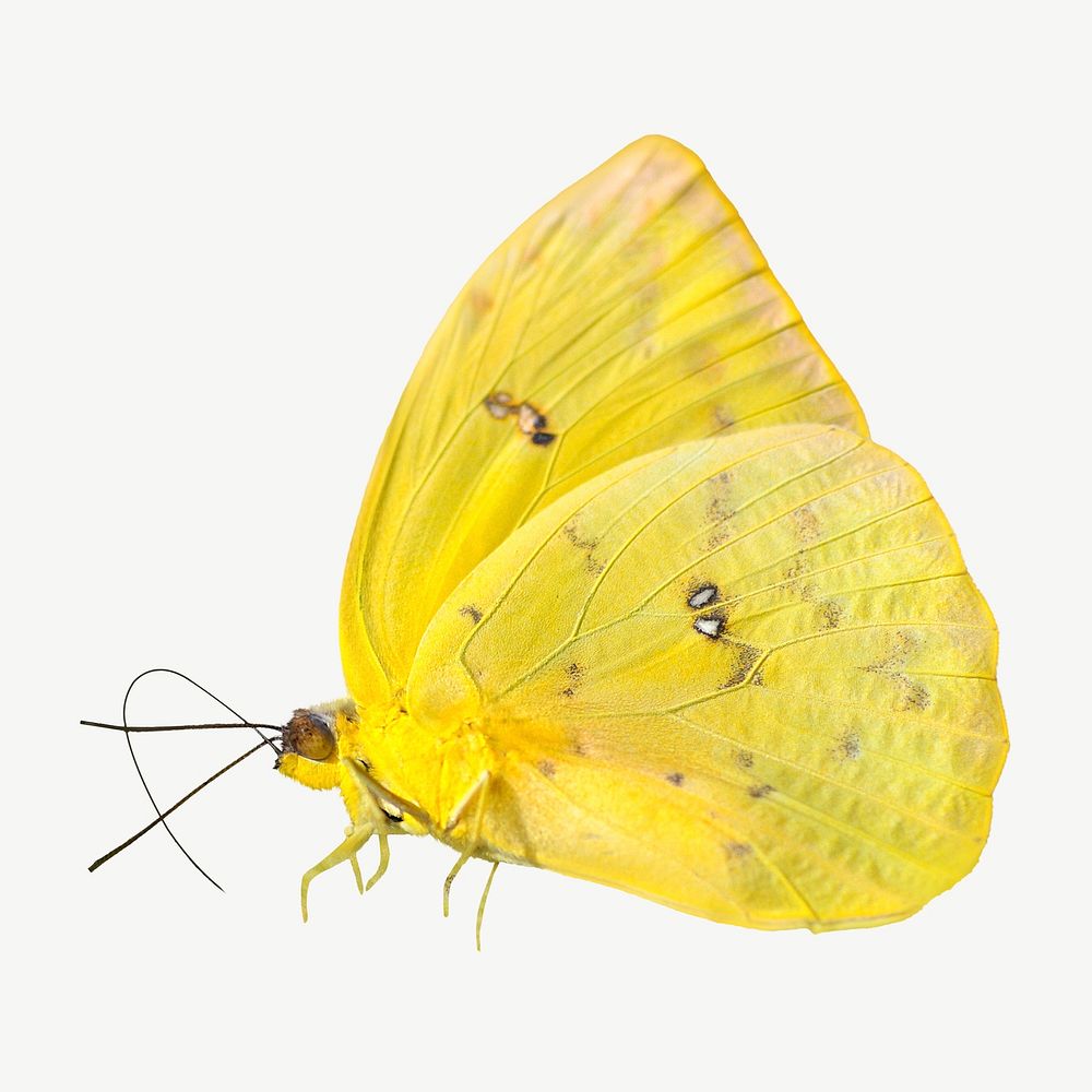 Yellow butterfly psd, isolated design | Free PSD - rawpixel
