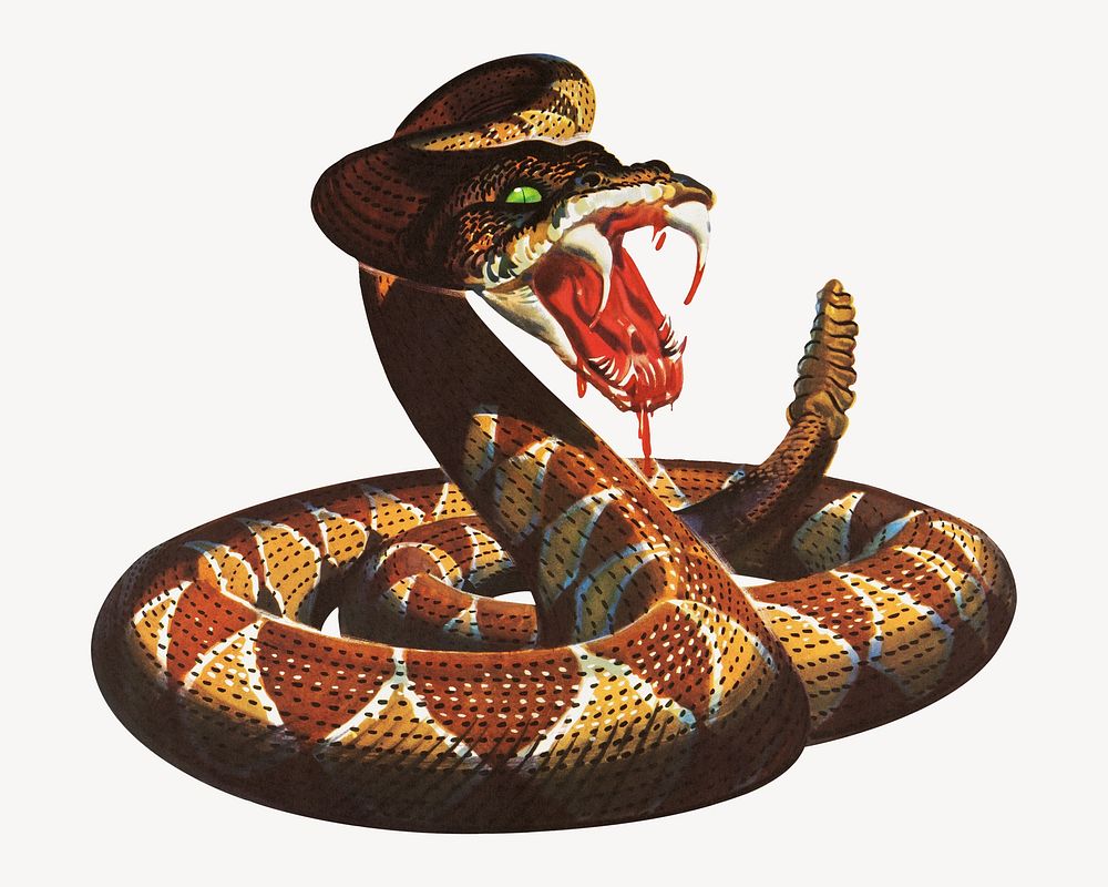 Vintage rattlesnake illustration. Remixed rawpixel. | Premium Photo ...