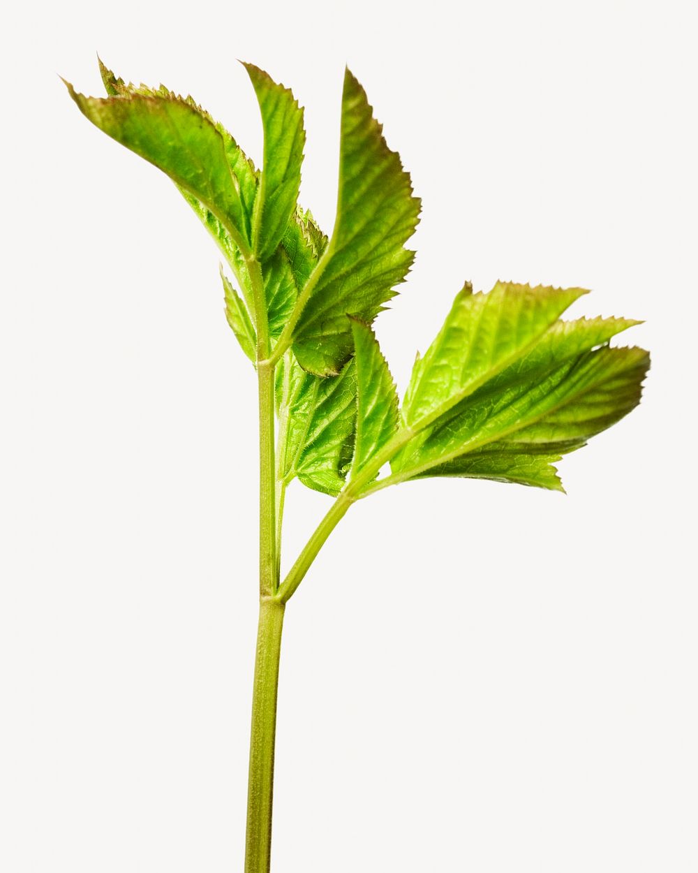 Green healthy veggie isolated object | Free Photo - rawpixel