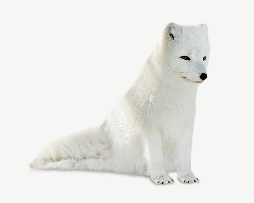 Baby fox psd isolated design | Premium PSD - rawpixel