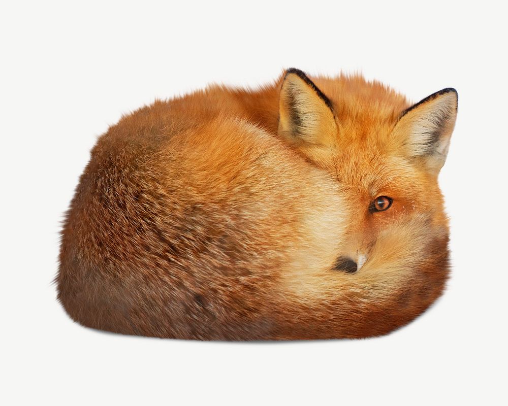 Orange Fox psd, isolated design | Premium PSD - rawpixel