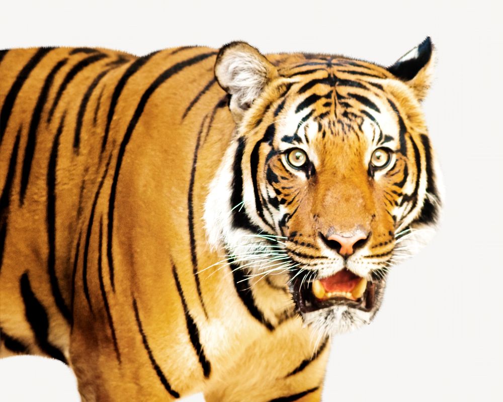 Tiger face, isolated design | Free Photo - rawpixel
