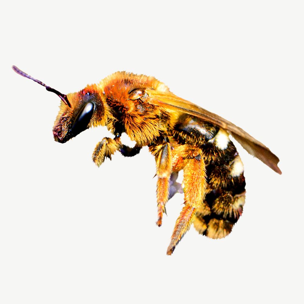 Honey bee psd isolated design | Premium PSD - rawpixel