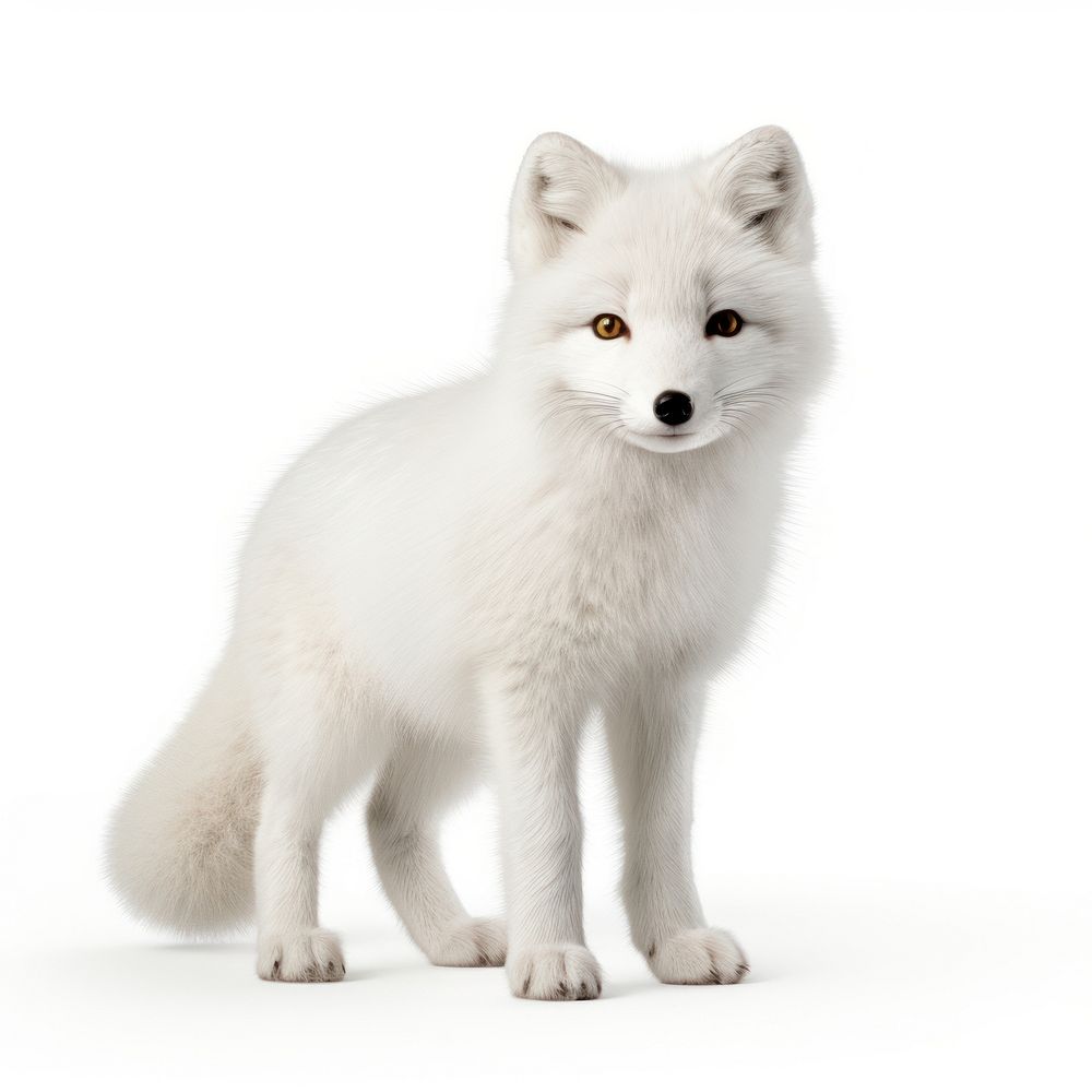 Arctic fox wildlife standing mammal. | Free Photo - rawpixel