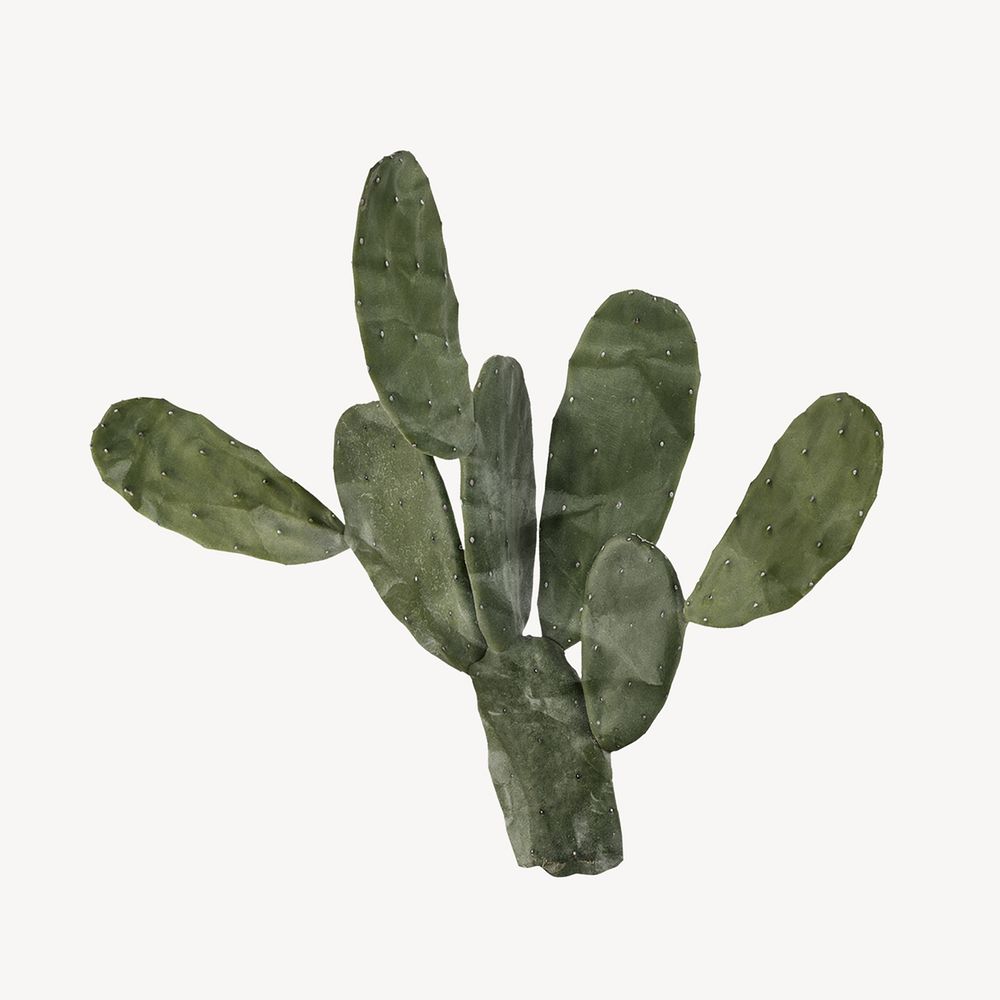 Succulent cactus, paper craft element | Free Photo Illustration - rawpixel