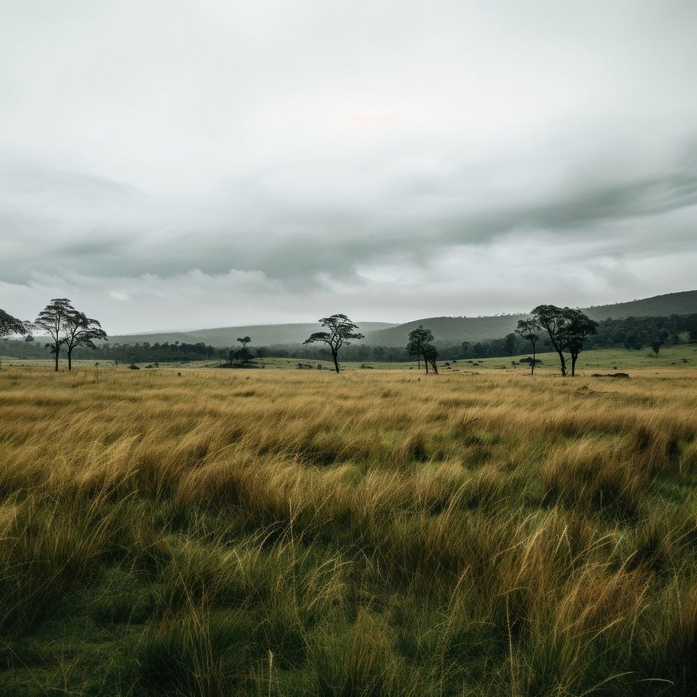 Grass field landscape grassland overcast. | Free Photo - rawpixel