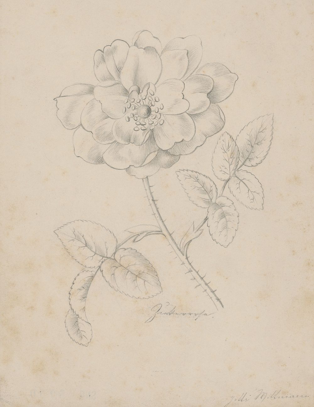 Study of a rose | Free Photo Illustration - rawpixel