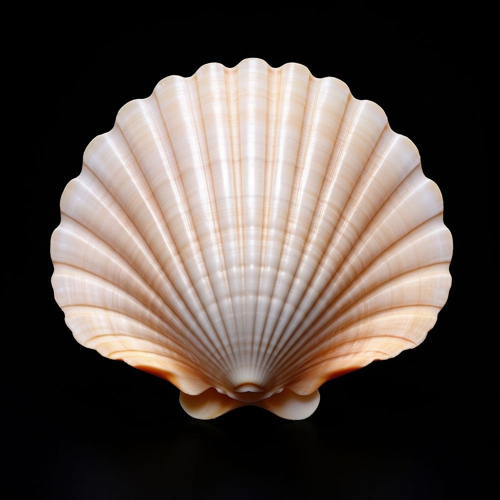 Sea shell clam sea invertebrate. | Free Photo - rawpixel