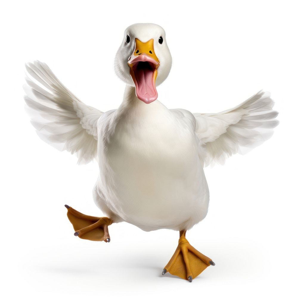 Happy smiling dancing duck animal | Free Photo - rawpixel
