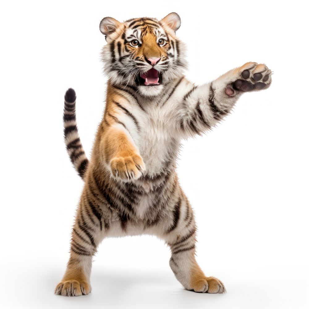 Happy smiling dancing tiger wildlife | Premium Photo - rawpixel
