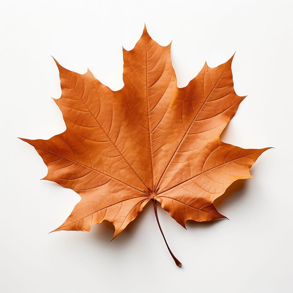 Fall leaf maple plant tree. | Free Photo - rawpixel