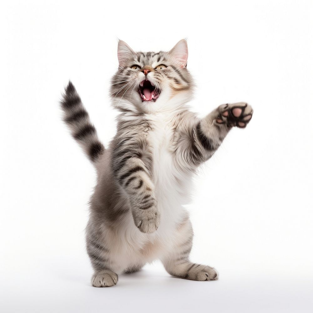 Happy smiling dancing cat mammal | Premium Photo - rawpixel