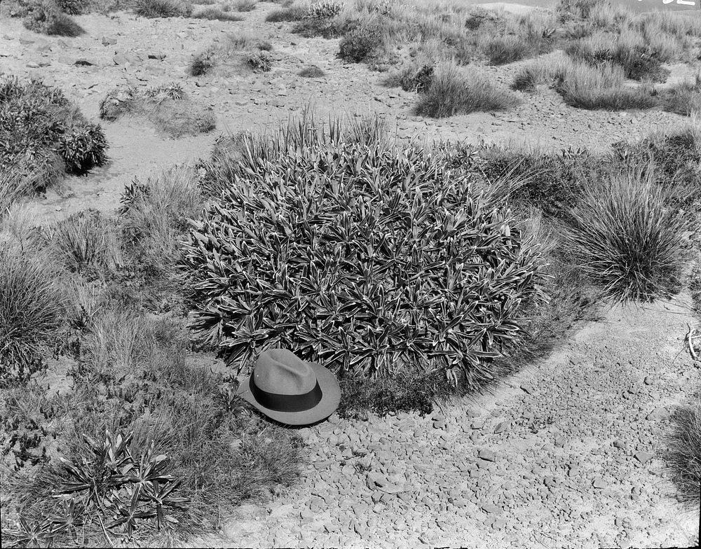 Alpine Fellfield Celmisia Cushions (circa | Free Photo - rawpixel
