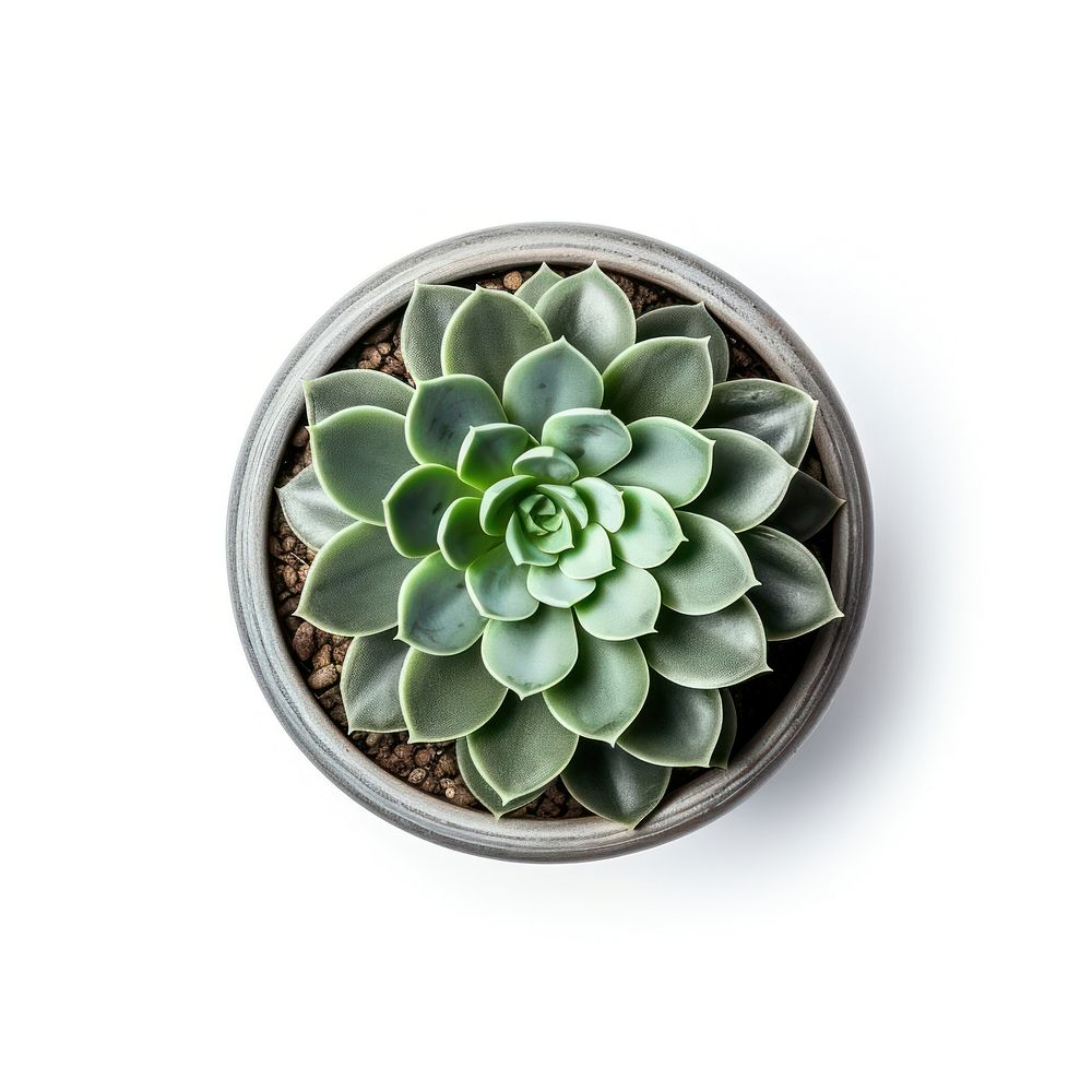 Top view striped small succulent | Premium Photo - rawpixel