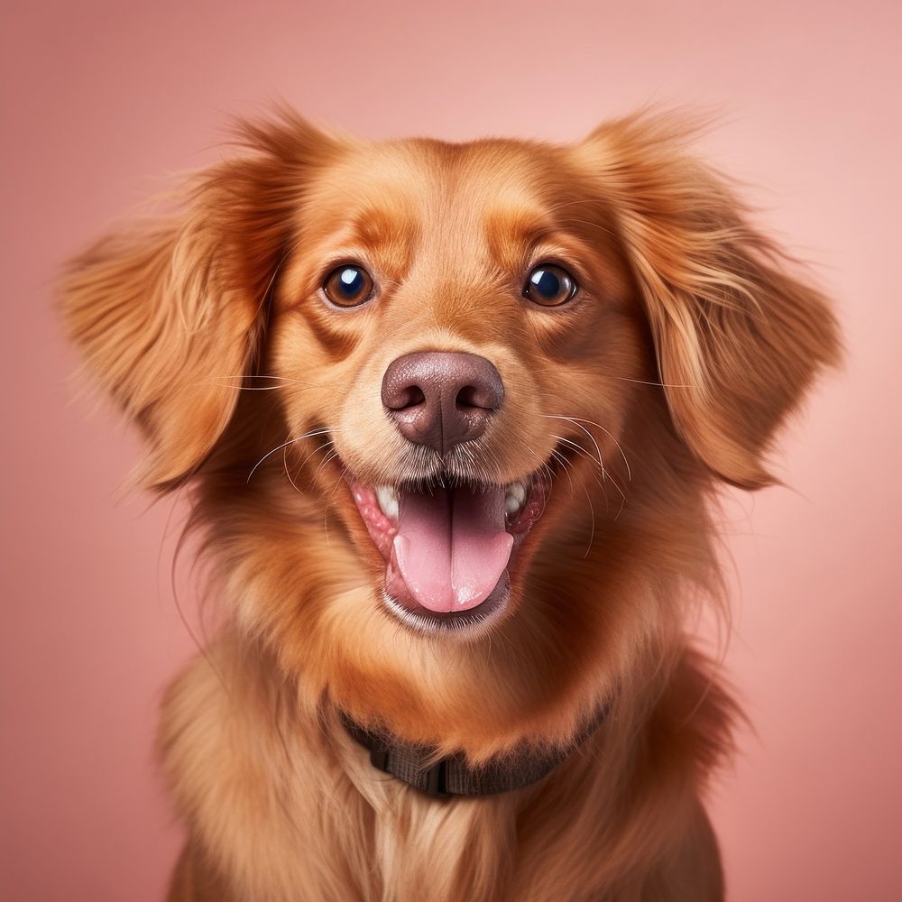 Cobberdog mammal animal puppy. | Premium Photo - rawpixel