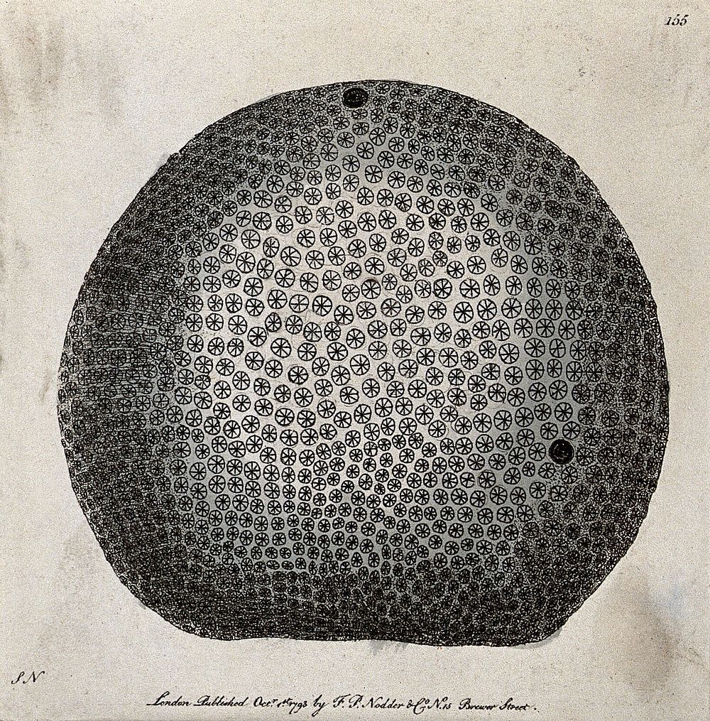 A spherical marine animal. Etching | Free Photo Illustration - rawpixel