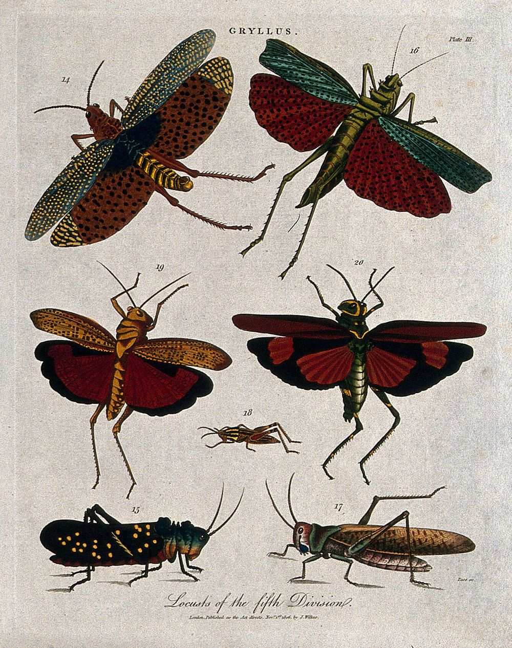 Species locusts crickets. Coloured etching | Free Photo Illustration ...