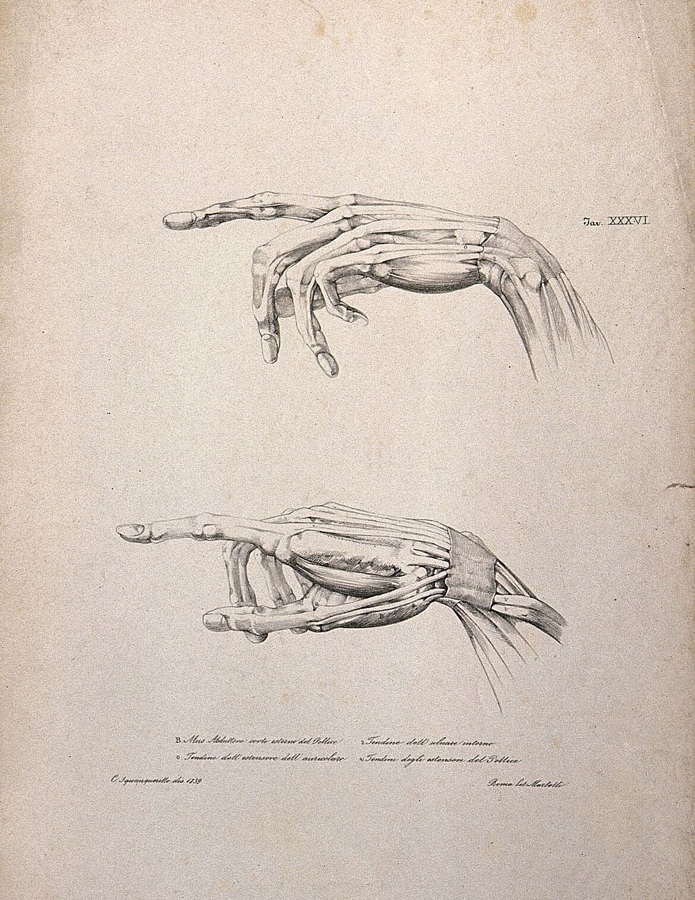 Muscles and tendons hand: two | Free Photo Illustration - rawpixel