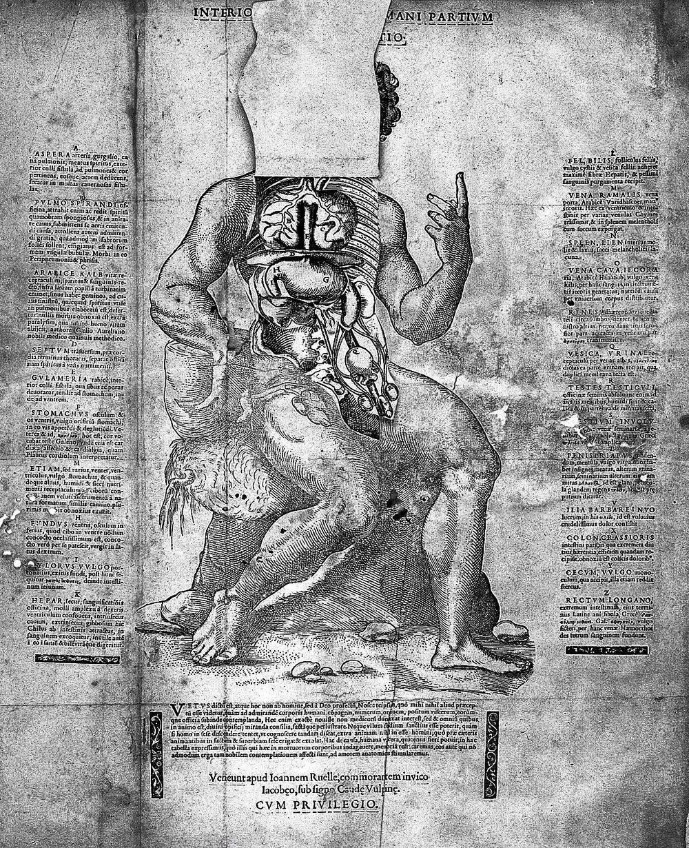 Anatomical Fugitive Sheet: 'Adam and | Free Photo Illustration - rawpixel