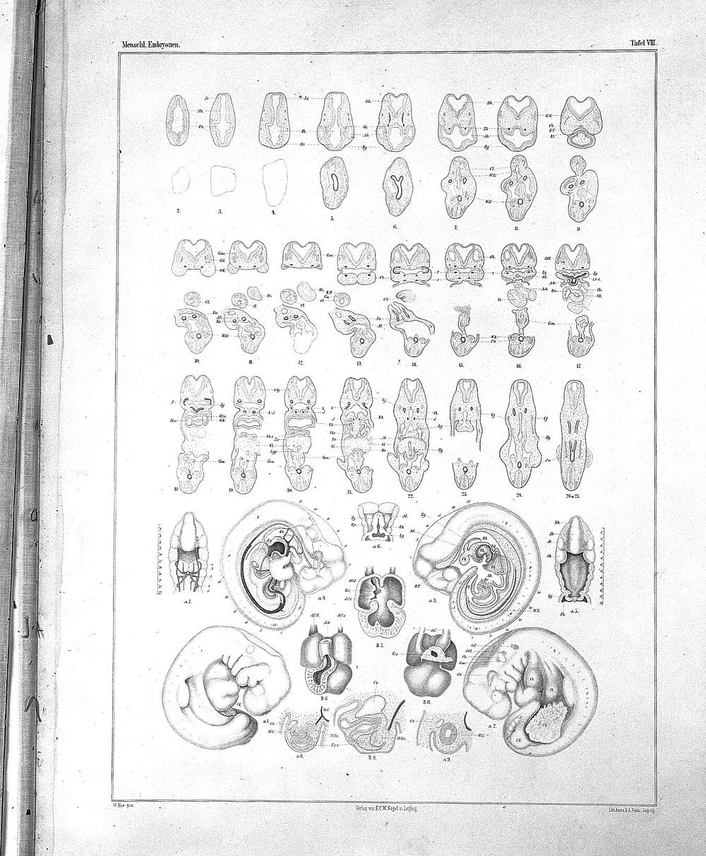 Anatomie menschlicher Embryonen / von | Free Photo Illustration - rawpixel