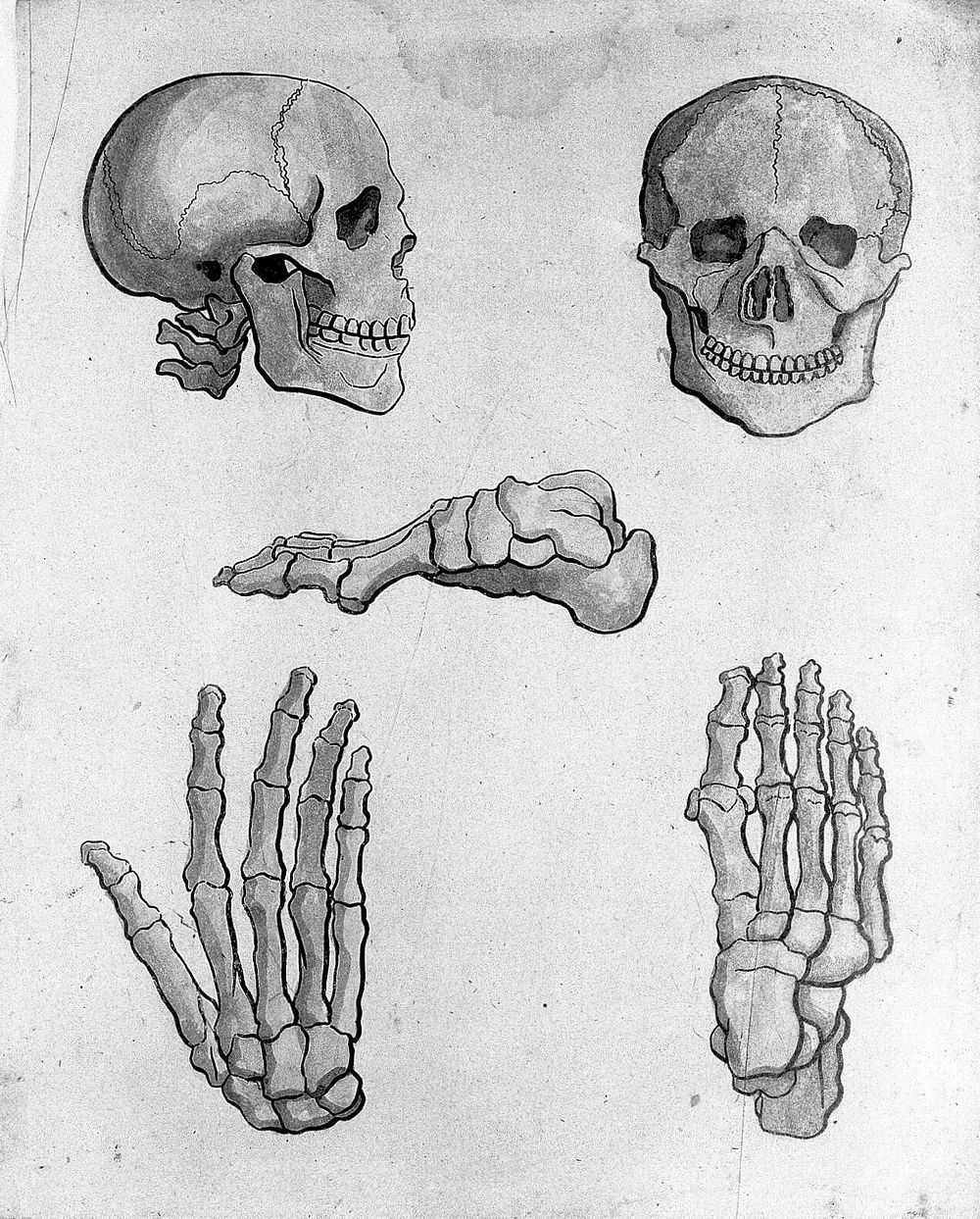 Sketches of anatomy | Free Photo Illustration - rawpixel